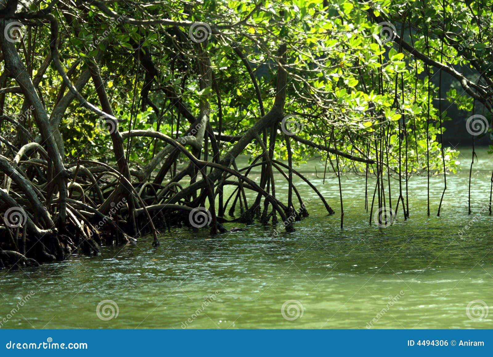Foresta della mangrovia fotografia stock. Immagine di radice - 4494306