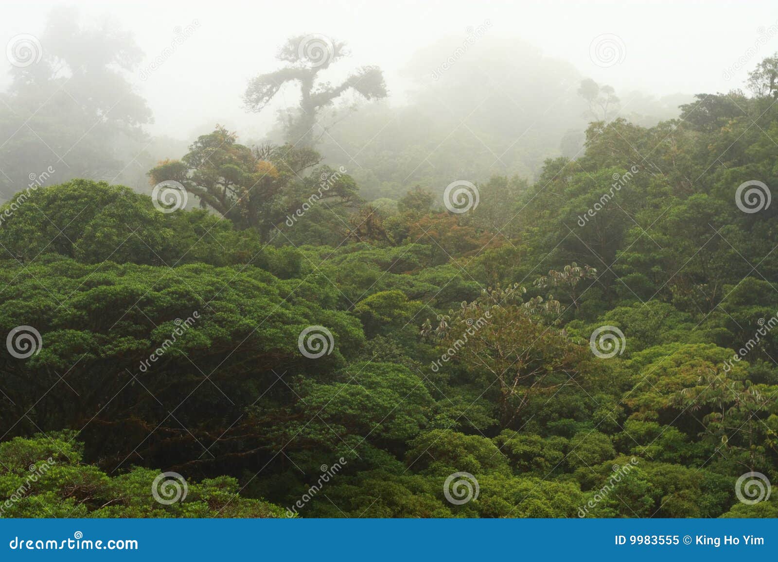 Foresta Della Nube in Costa Rica Immagine Stock - Immagine di ...