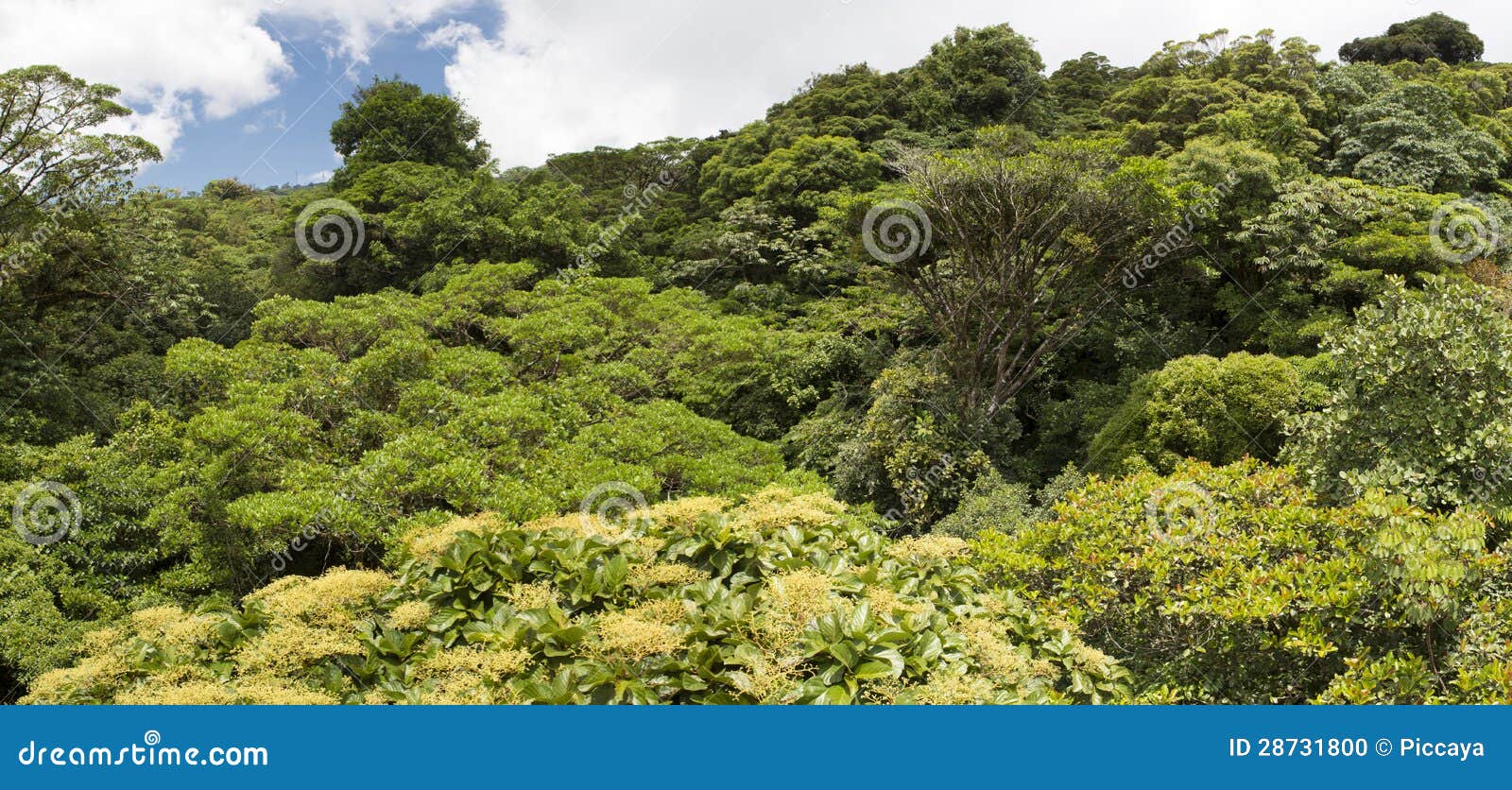 Foresta Della Nuvola Nel Costa Rica Fotografia Stock - Immagine di ...