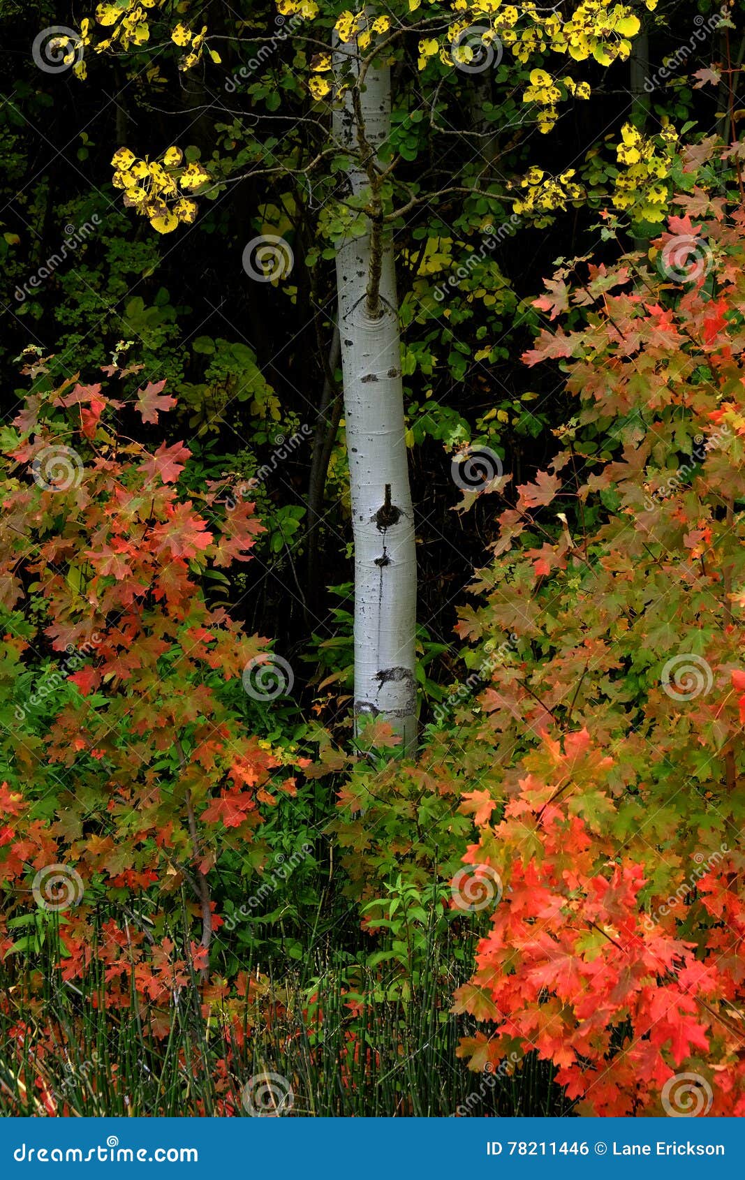 Foresta Di Autumn Fall Trees Birch Maple Fotografia Stock - Immagine di ...