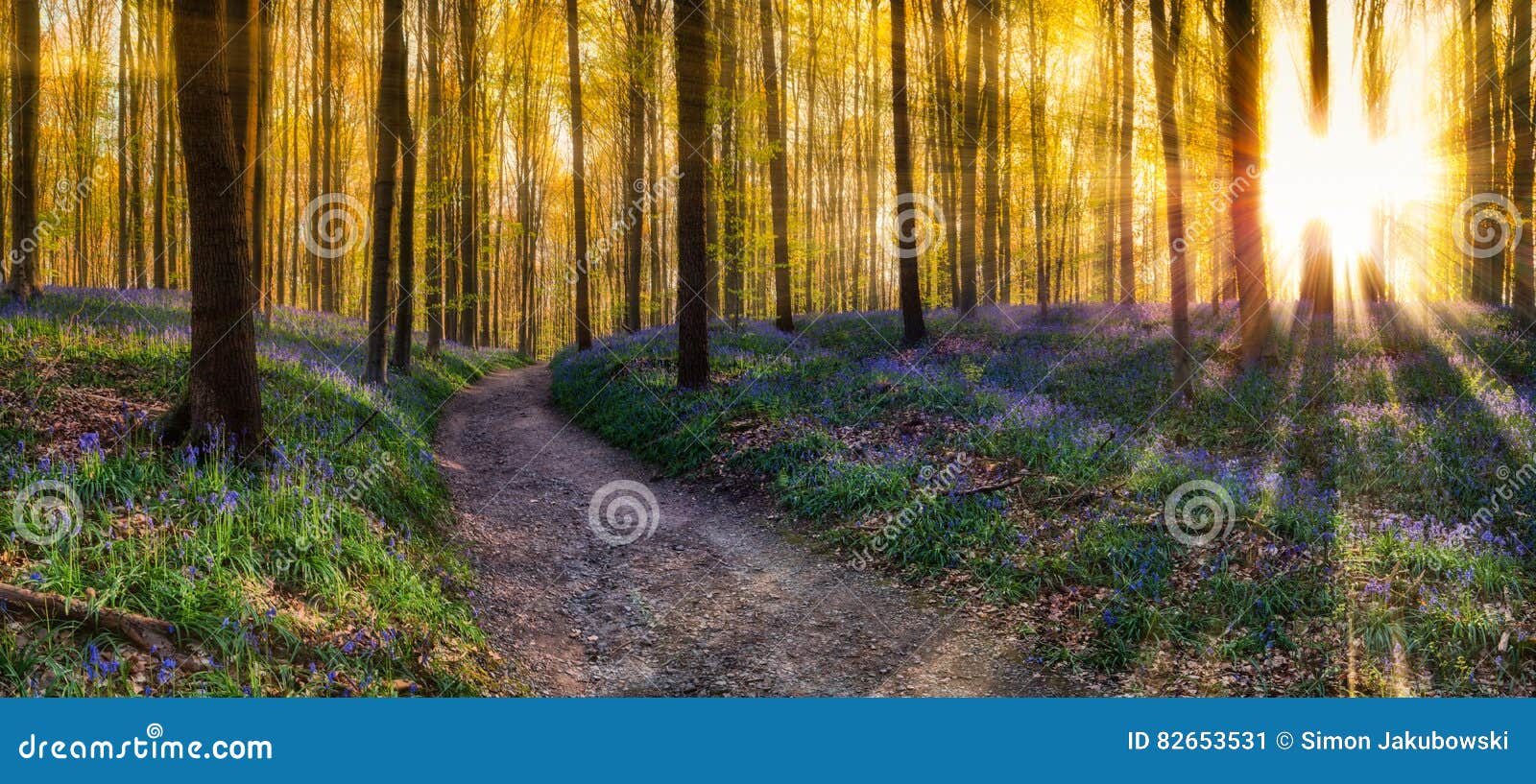 Foresta di Hallerbos immagine stock. Immagine di campanula - 82653531
