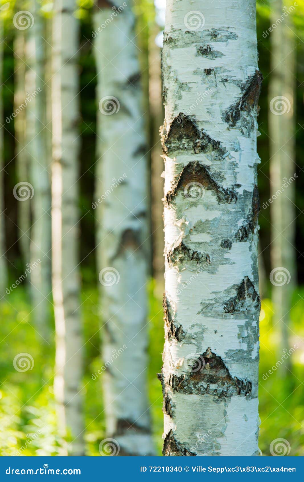 Foresta Finlandese Della Betulla Fotografia Stock - Immagine di estate ...