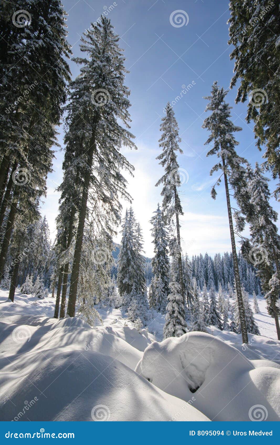 Foresta innevata fotografia stock. Immagine di nubi, natale - 8095094