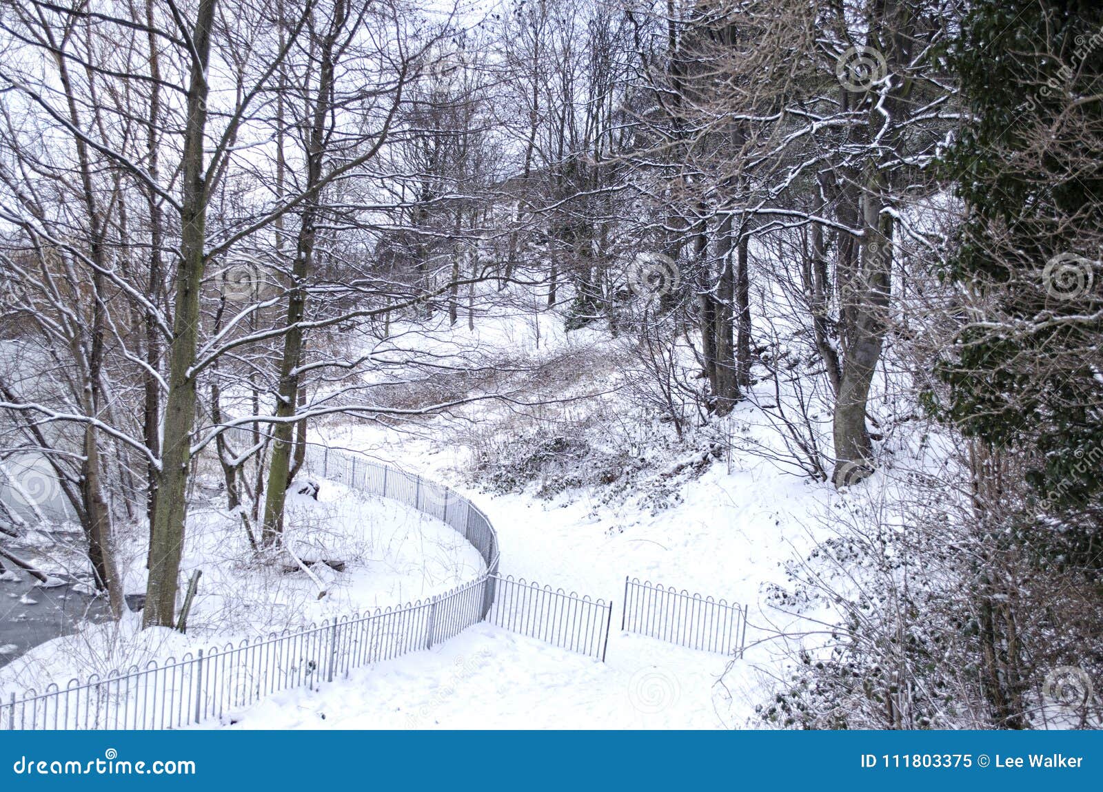 Foresta Innevata Con Il Percorso Che Conduce Da Parte a Parte Immagine ...