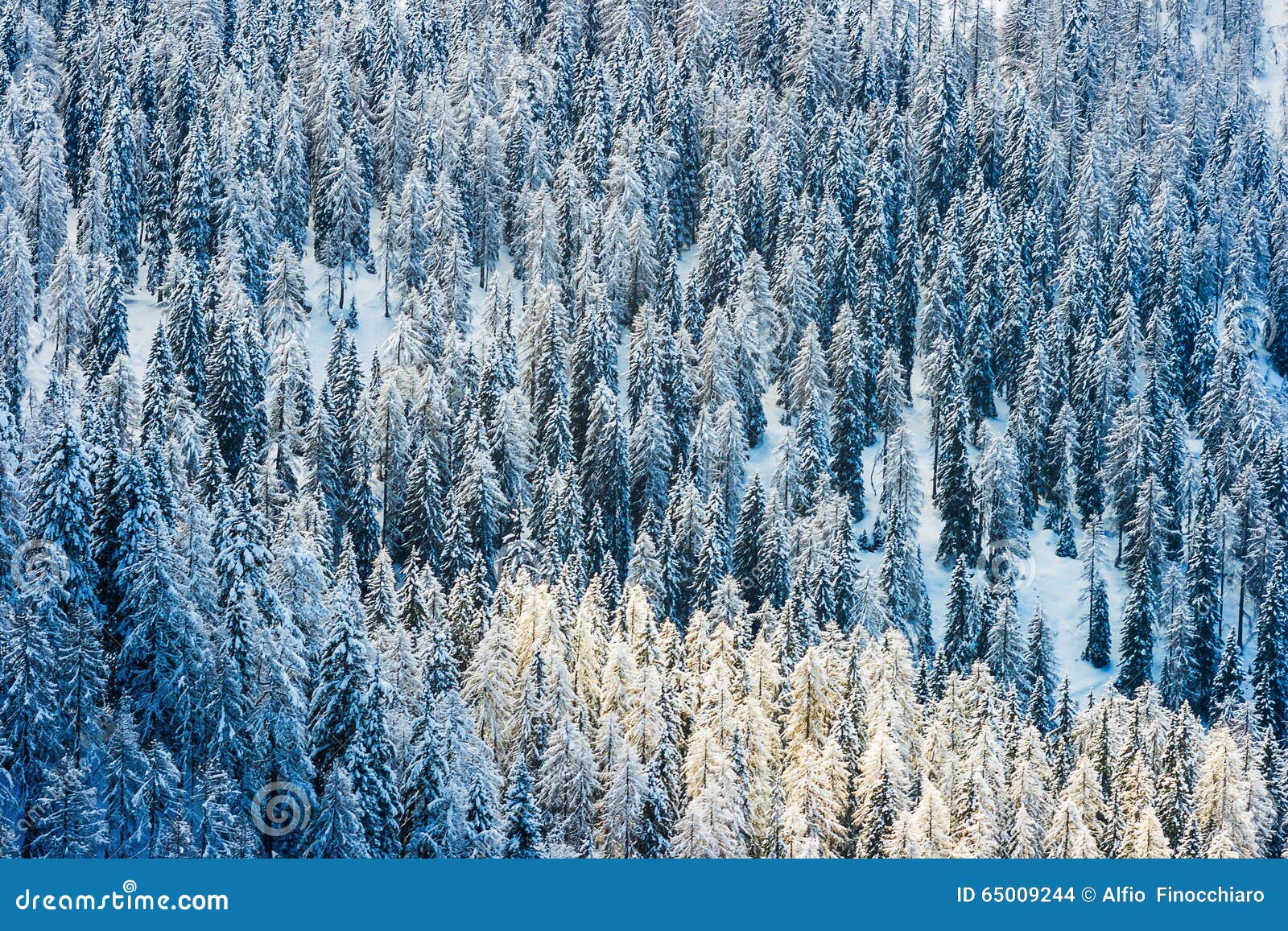 Foresta Innevata Degli Abeti Fotografia Stock - Immagine di ghiaccio ...