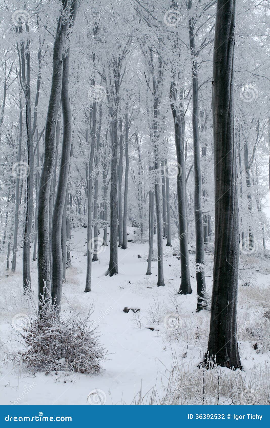 Foresta Innevata Del Faggio Fotografia Stock - Immagine di legno, gelo ...