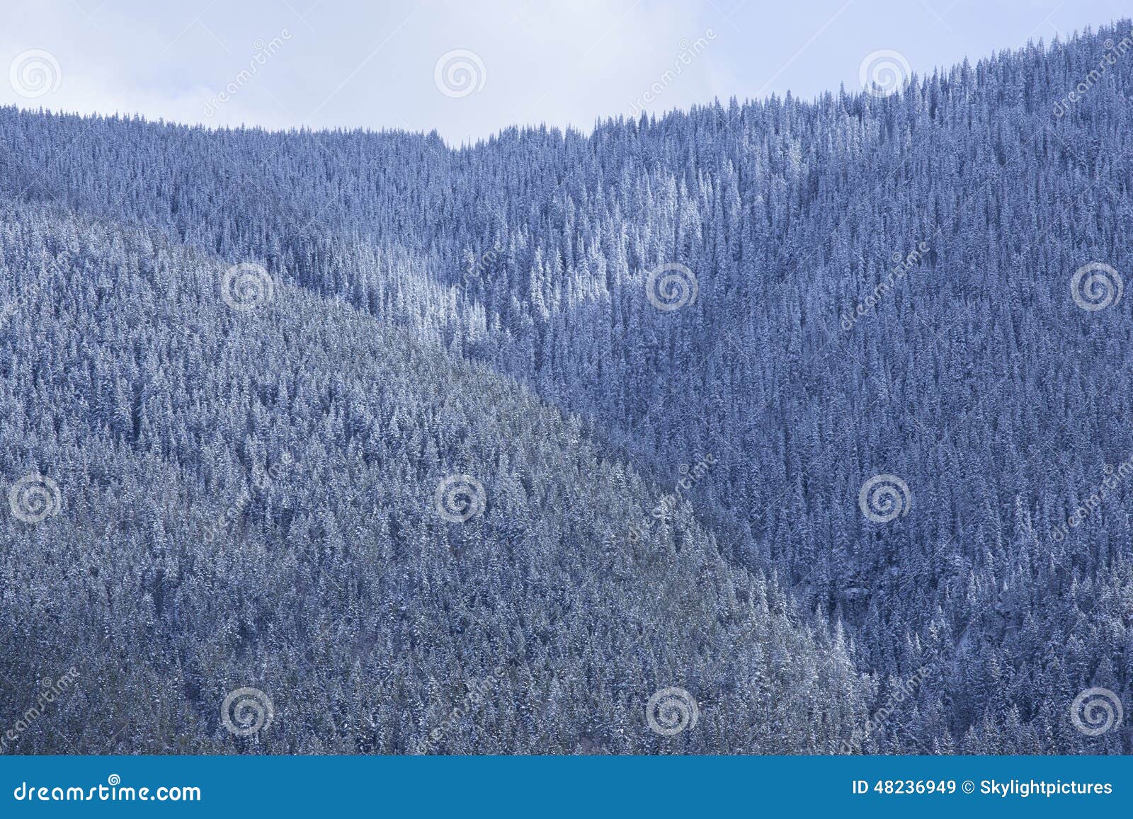 Foresta Innevata Della Montagna Immagine Stock - Immagine di ...