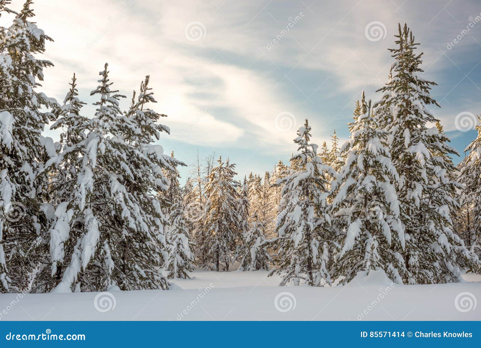 Foresta Innevata Di Inverno Fotografia Stock - Immagine di piante ...