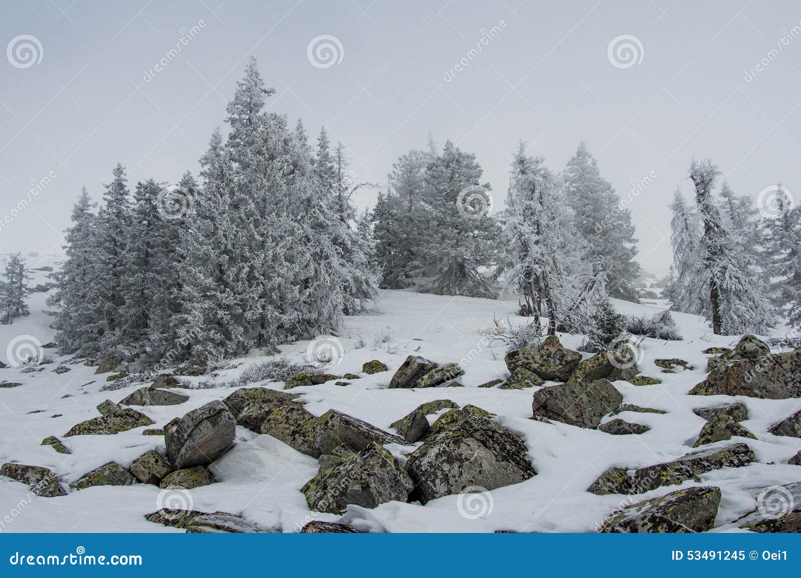 Foresta Innevata Sui Pendii Della Montagna Immagine Stock - Immagine di ...