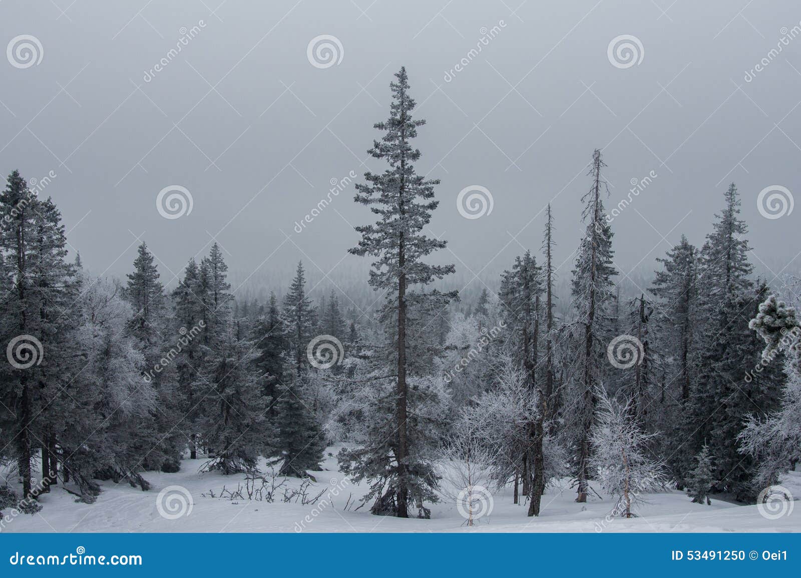 Foresta Innevata Sui Pendii Della Montagna Fotografia Stock - Immagine ...