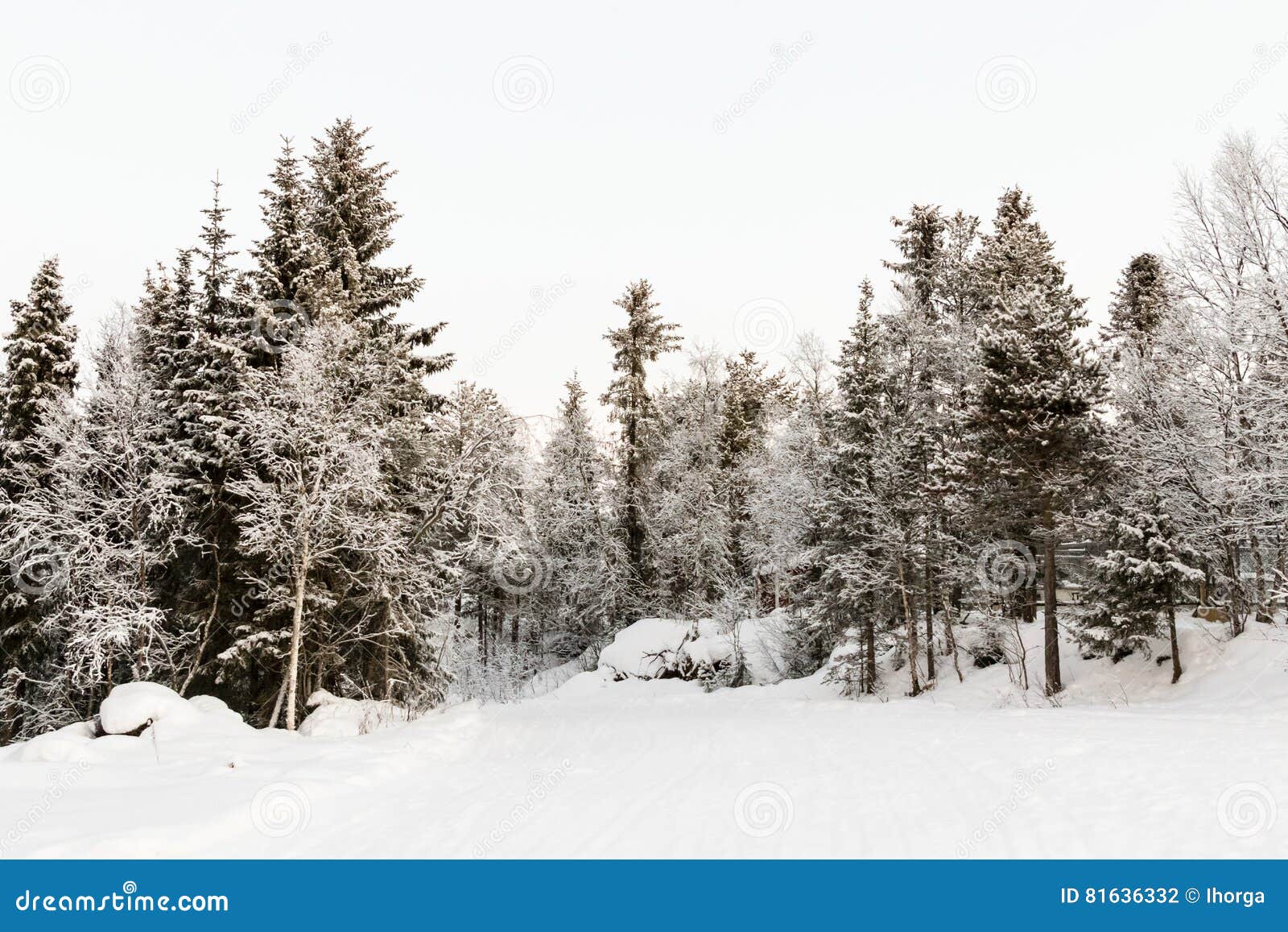 Foresta Innevata in Svezia Del Nord Fotografia Stock - Immagine di nave ...