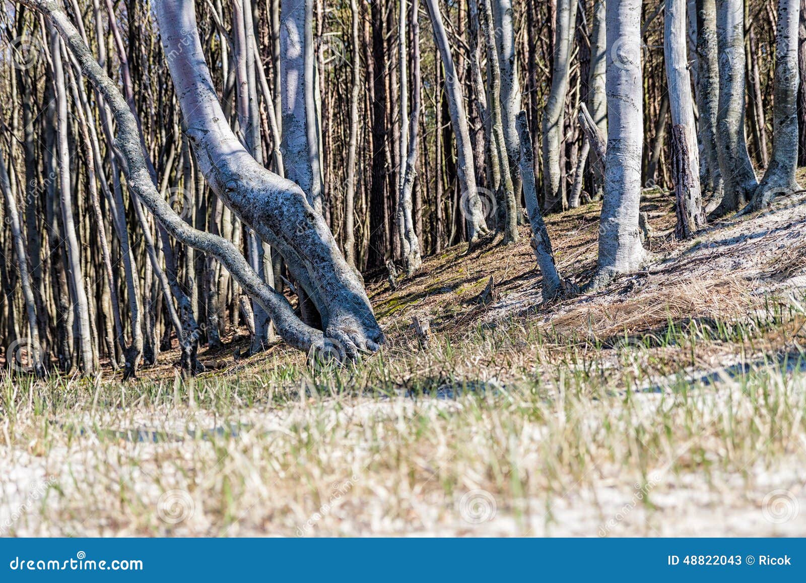 Foresta Litoranea Sul Mar Baltico Immagine Stock - Immagine di baltico ...