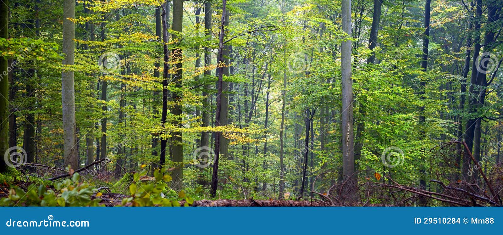 Foresta mista fotografia stock. Immagine di dichiari - 29510284