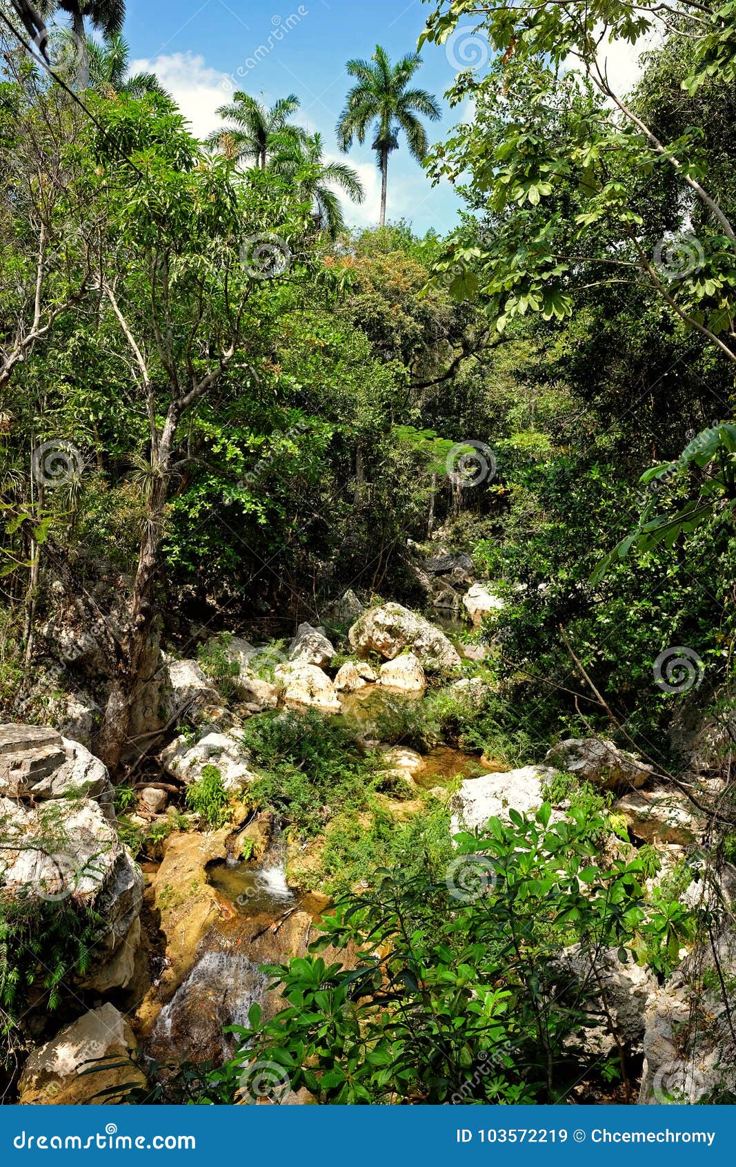 Foresta naturale cubana immagine stock. Immagine di parco - 103572219