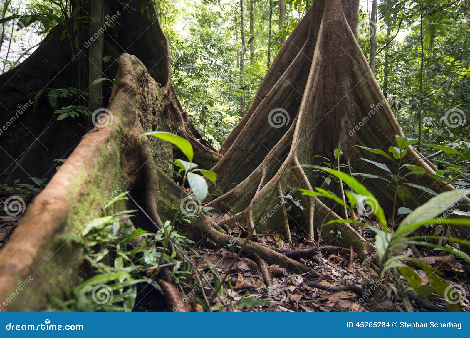 Foresta pluviale, Borneo fotografia stock. Immagine di tropicale - 45265284