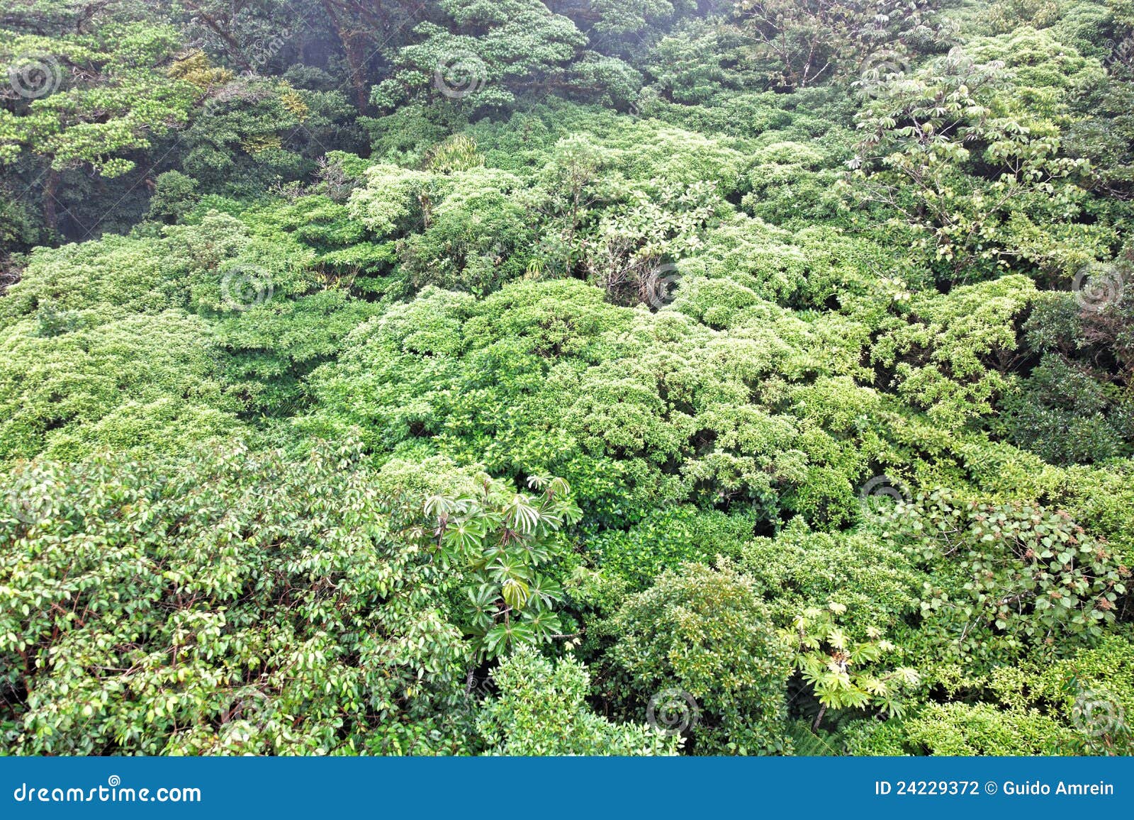 Foresta Pluviale, Costa Rica Fotografia Stock - Immagine di pioggia ...