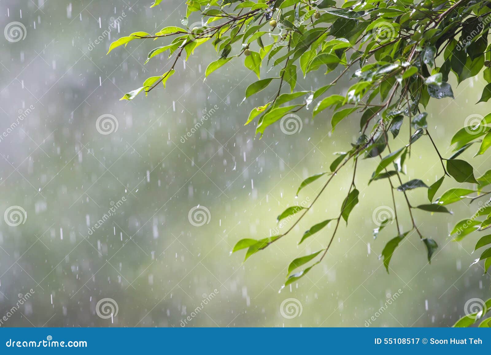 Foresta Pluviale Dell'acquerugiola Immagine Stock - Immagine di naughty ...