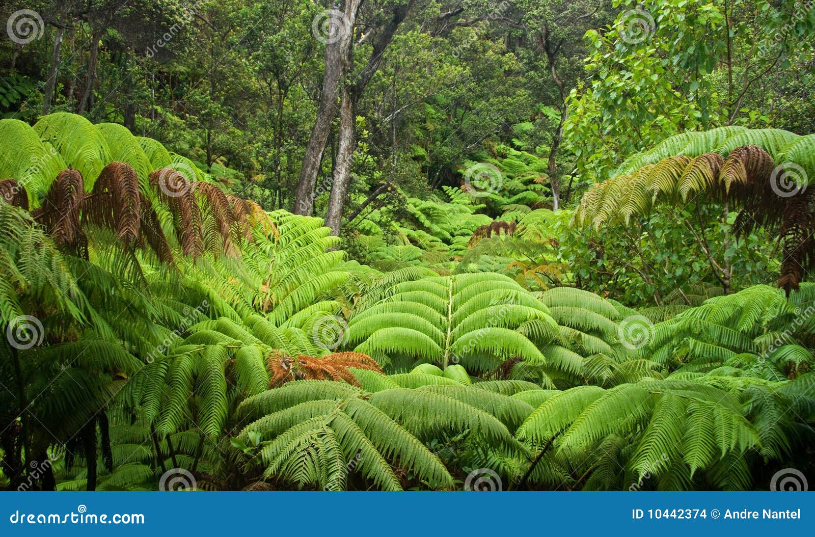 Foresta pluviale hawaiana fotografia stock. Immagine di foglio - 10442374