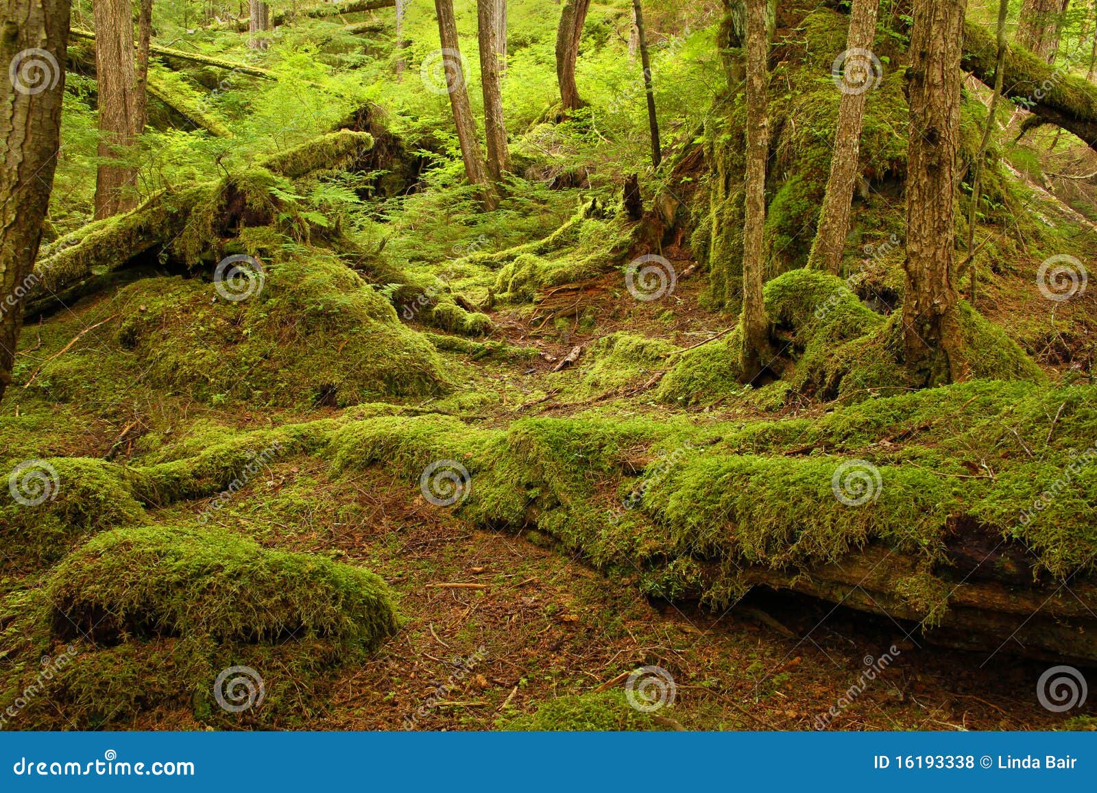 Foresta pluviale temperata fotografia stock. Immagine di ...