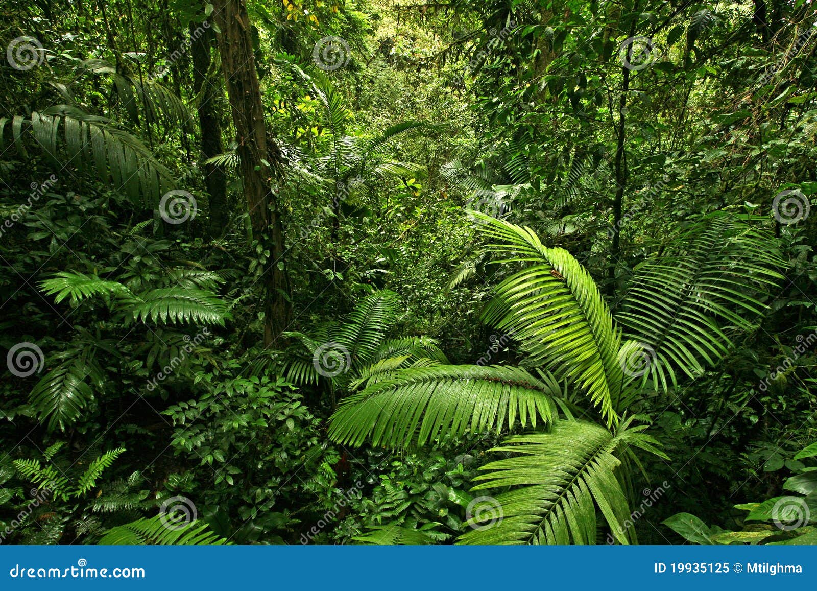 Foresta Pluviale Tropicale Densa Immagine Stock - Immagine di lussare ...