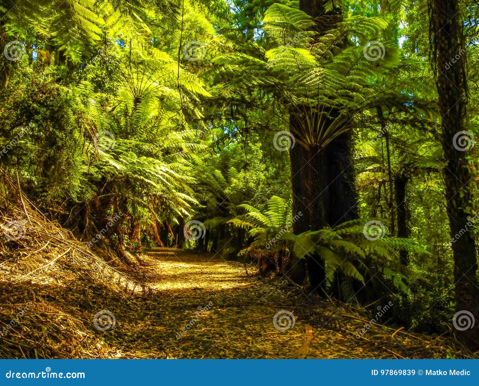 Foresta Profonda Nei Giardini 3 Di Alfred Nicholas Immagine Stock ...