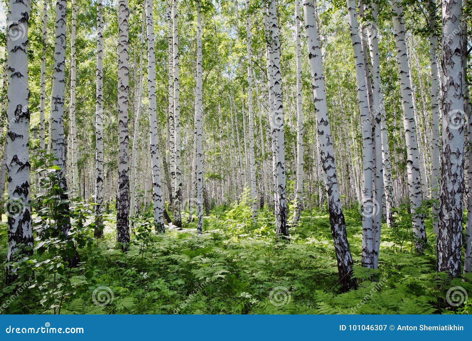 Foresta Russa Della Betulla Immagine Stock - Immagine di betulla, sole ...