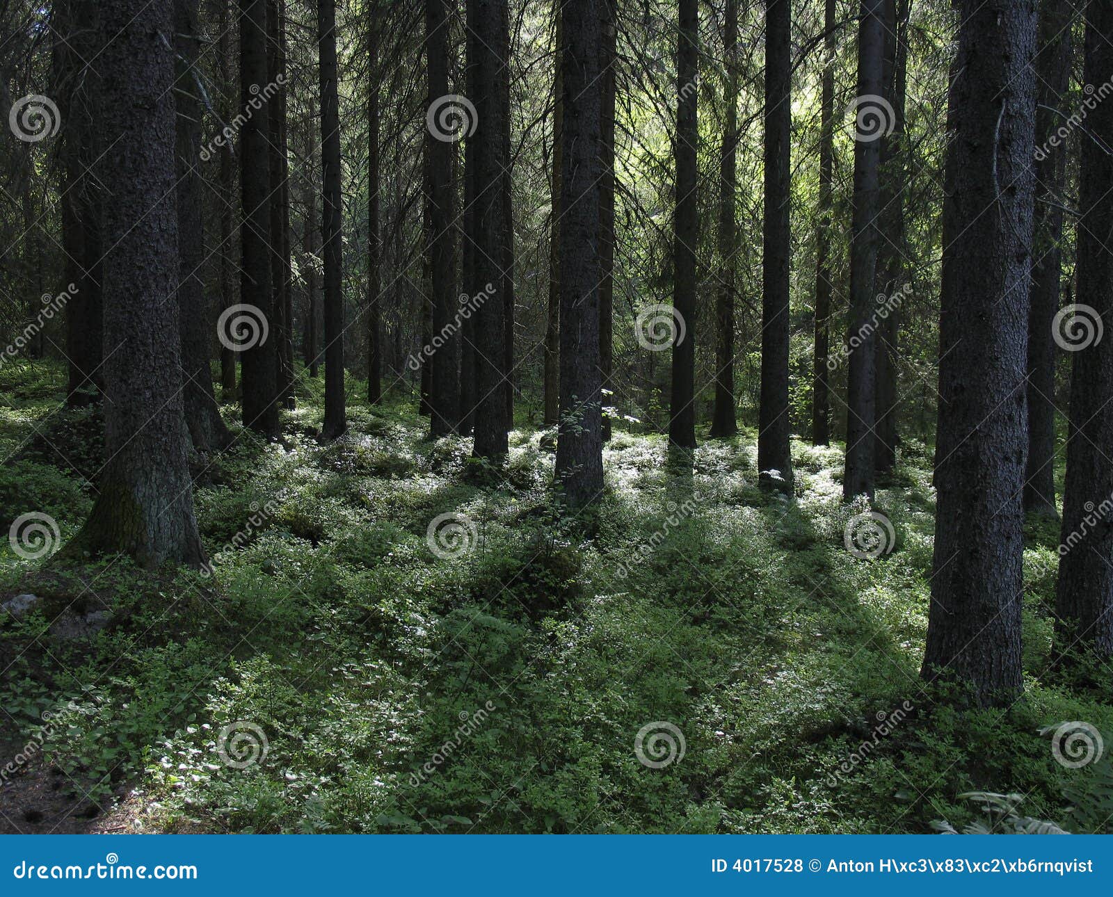 Foresta scura fotografia stock. Immagine di estate, albero - 4017528