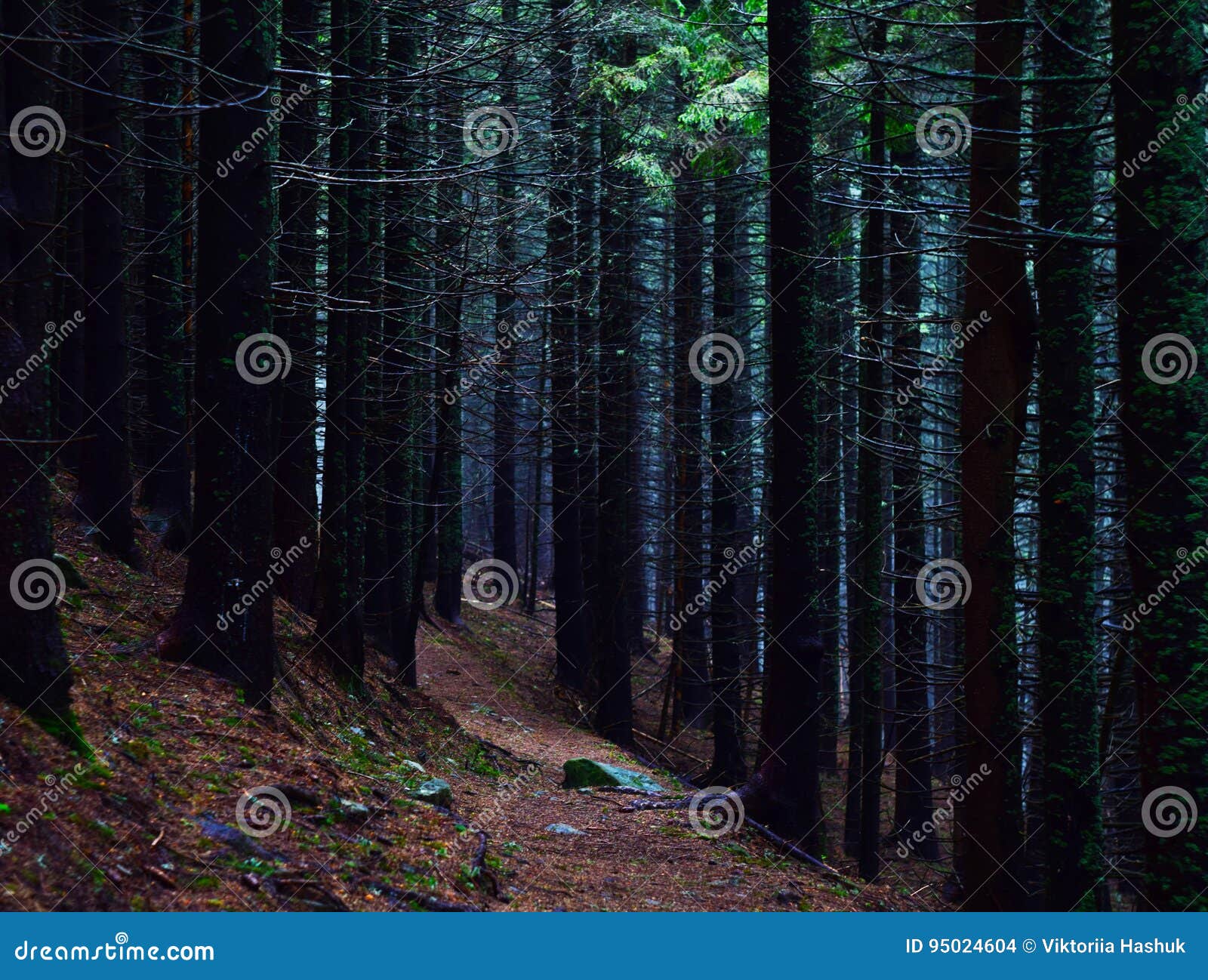 Foresta scura fotografia stock. Immagine di ucraino, foresta - 95024604