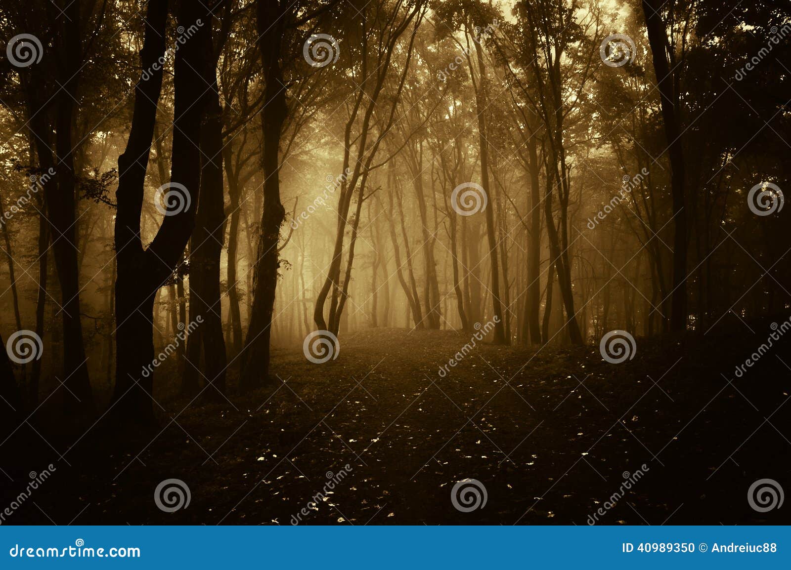 Foresta Scura Con Nebbia Al Tramonto Fotografia Stock - Immagine di ...