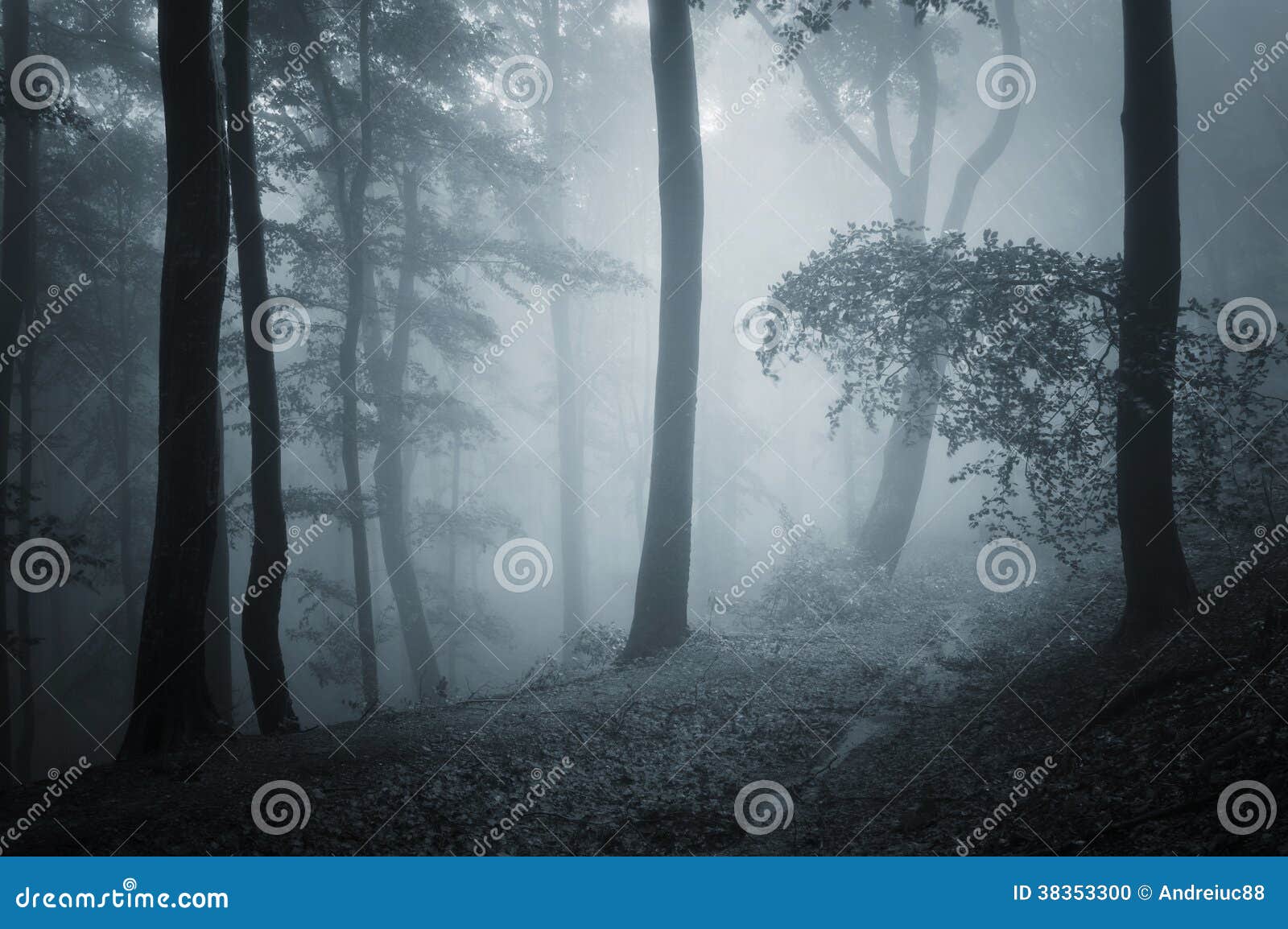 Foresta Scura Con Nebbia Blu in Autunno Tardo Fotografia Stock ...