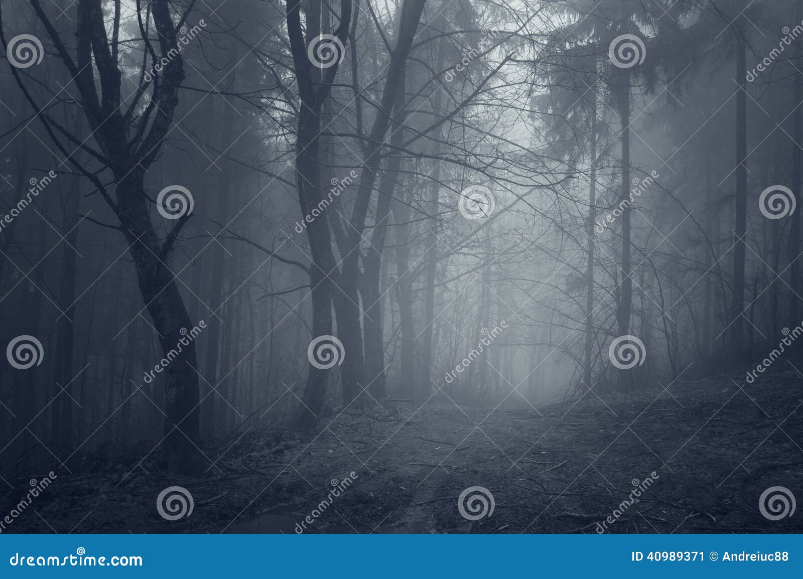 Foresta Scura Eterea Con Nebbia Immagine Stock - Immagine di umore ...