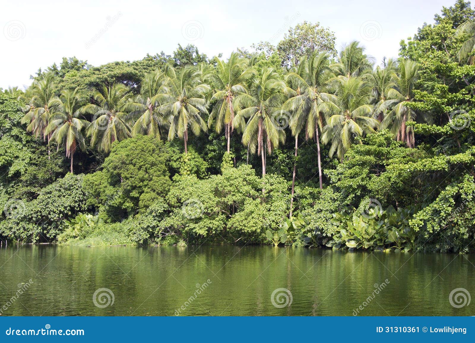 Foresta tropicale immagine stock. Immagine di foglio - 31310361