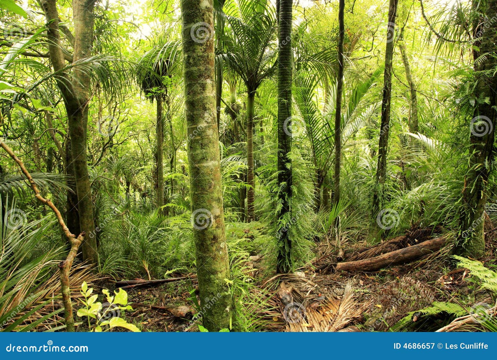Foresta tropicale immagine stock. Immagine di foresta - 4686657
