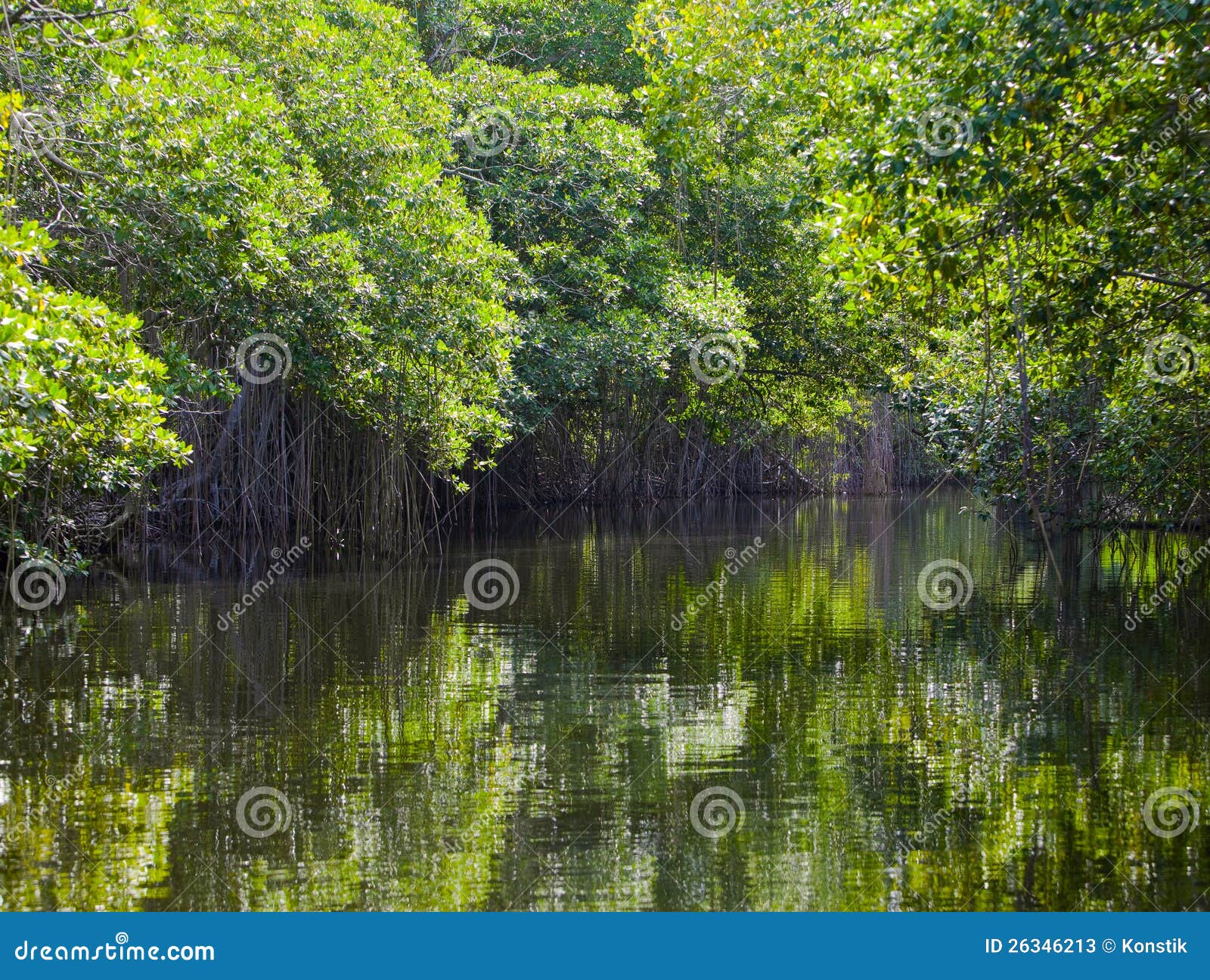 Foresta Tropicale Della Mangrovia Dei Boschetti. Paesaggio Immagine ...