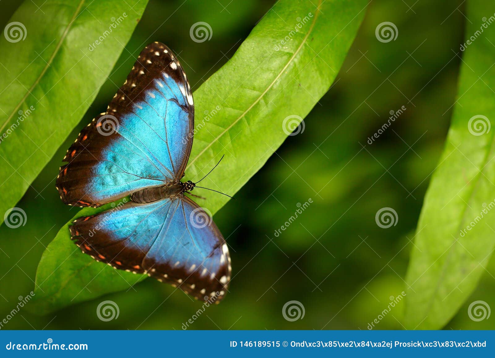 Foresta Tropicale Morpho Blu, Peleides Di Morpho, Grande Farfalla Che ... Foresta Tropicale Morpho Blu, Peleides Di Morpho, Grande Farfalla Che ...