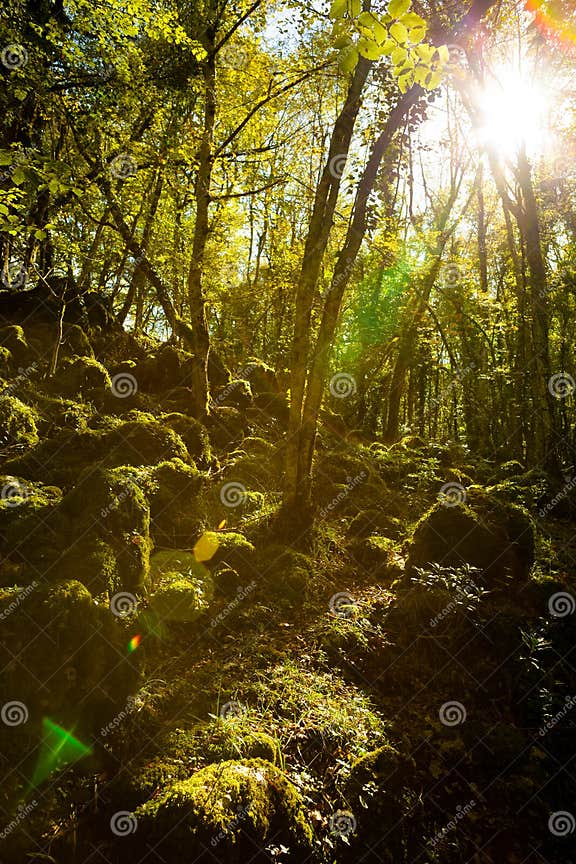 Foresta Umbra stock photo. Image of moss, gargano, woods - 27471876