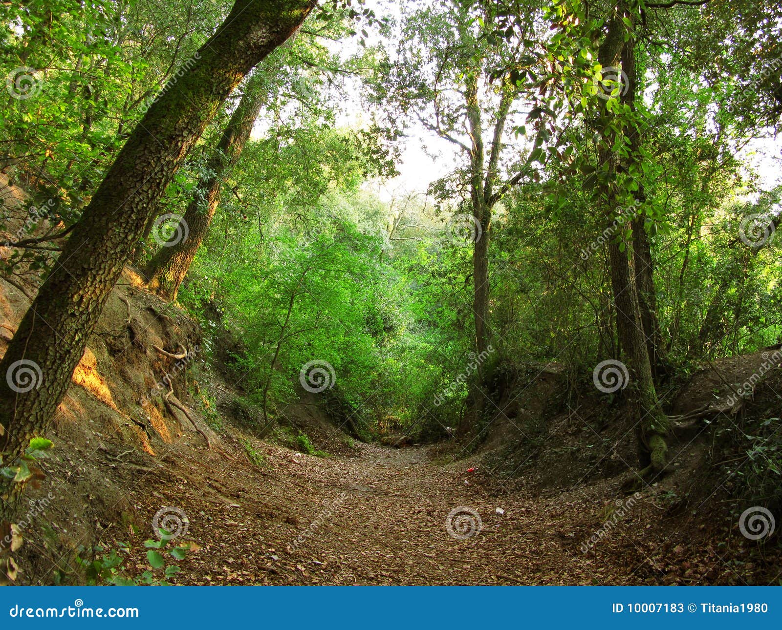 Foresta verde immagine stock. Immagine di selvaggio, vicolo - 10007183