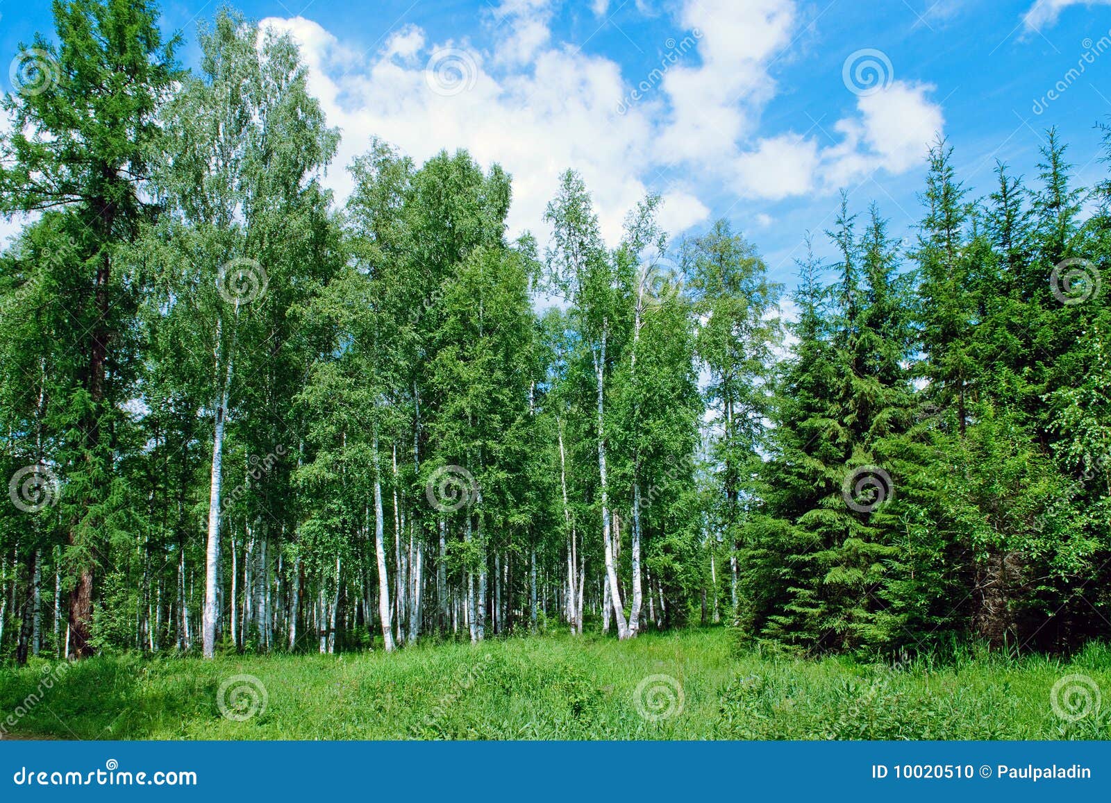 Foresta verde fotografia stock. Immagine di piante, pino - 10020510