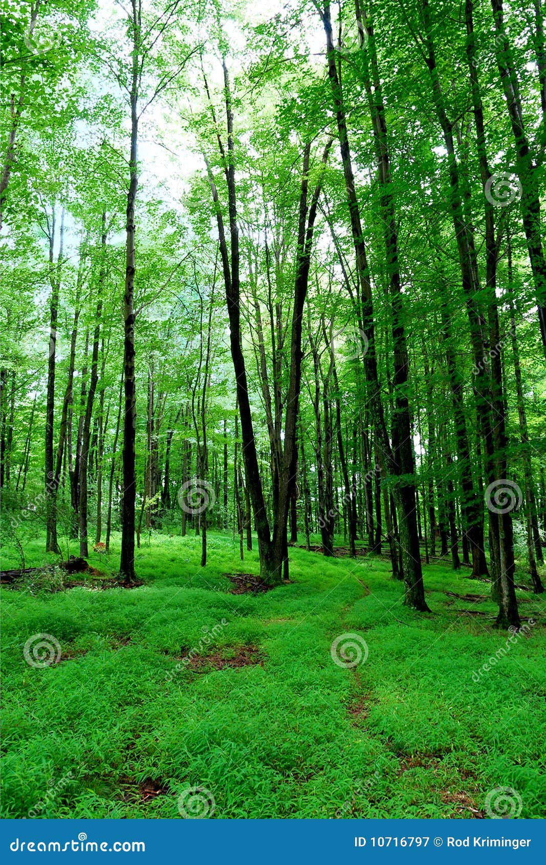 Foresta verde immagine stock. Immagine di traccia, camminata - 10716797