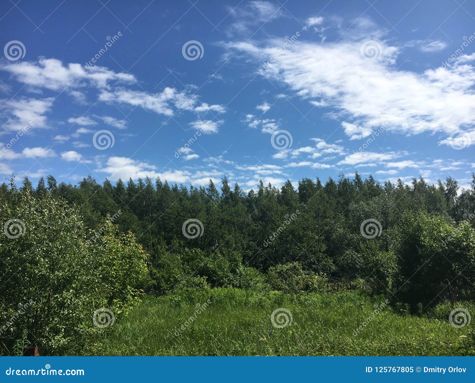 Foresta verde immagine stock. Immagine di alberi, scenico - 125767805