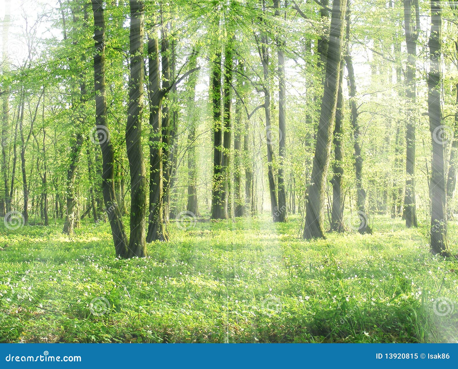 Foresta verde immagine stock. Immagine di leggero, colore - 13920815