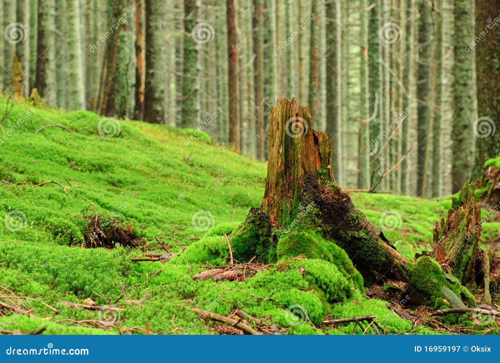 Foresta verde immagine stock. Immagine di lussare, fiaba - 16959197