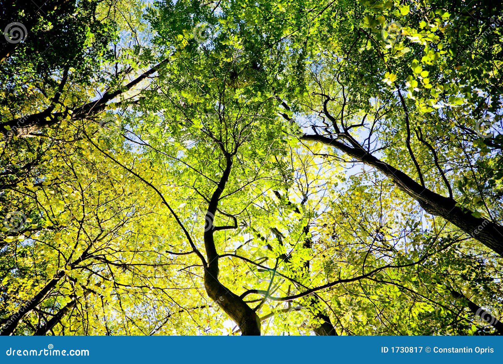 Foresta verde immagine stock. Immagine di quieto, sporgersi - 1730817