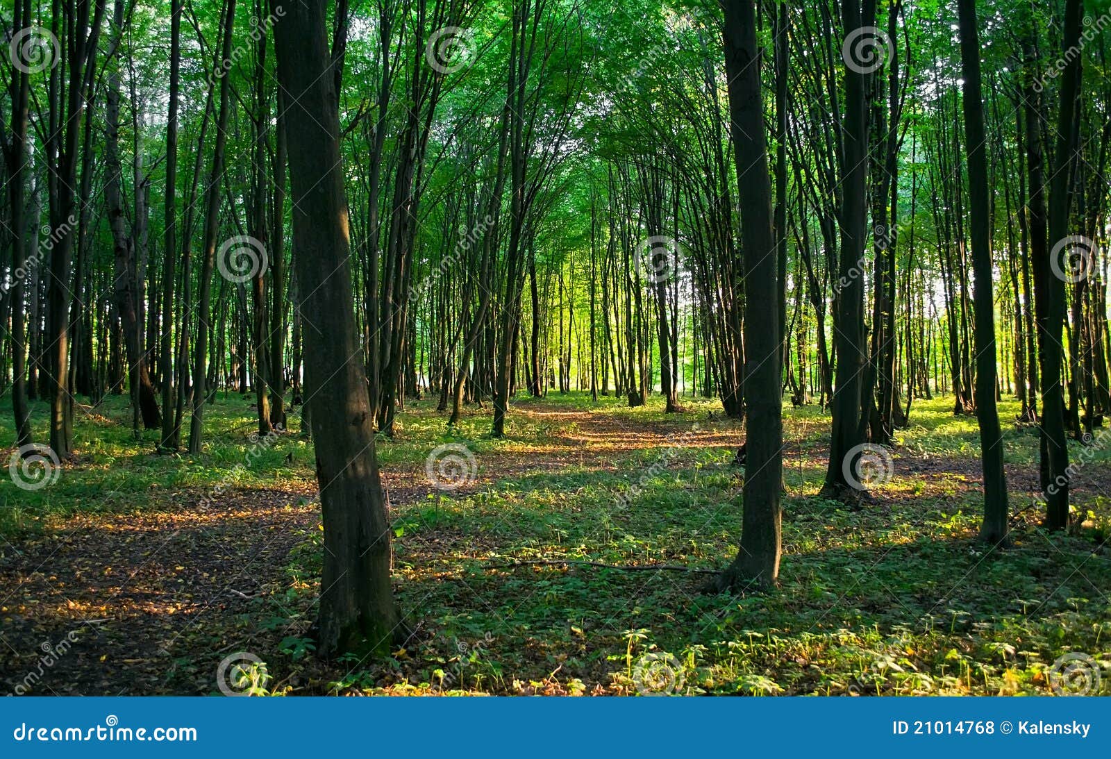 Foresta verde fotografia stock. Immagine di foresta, raggi - 21014768
