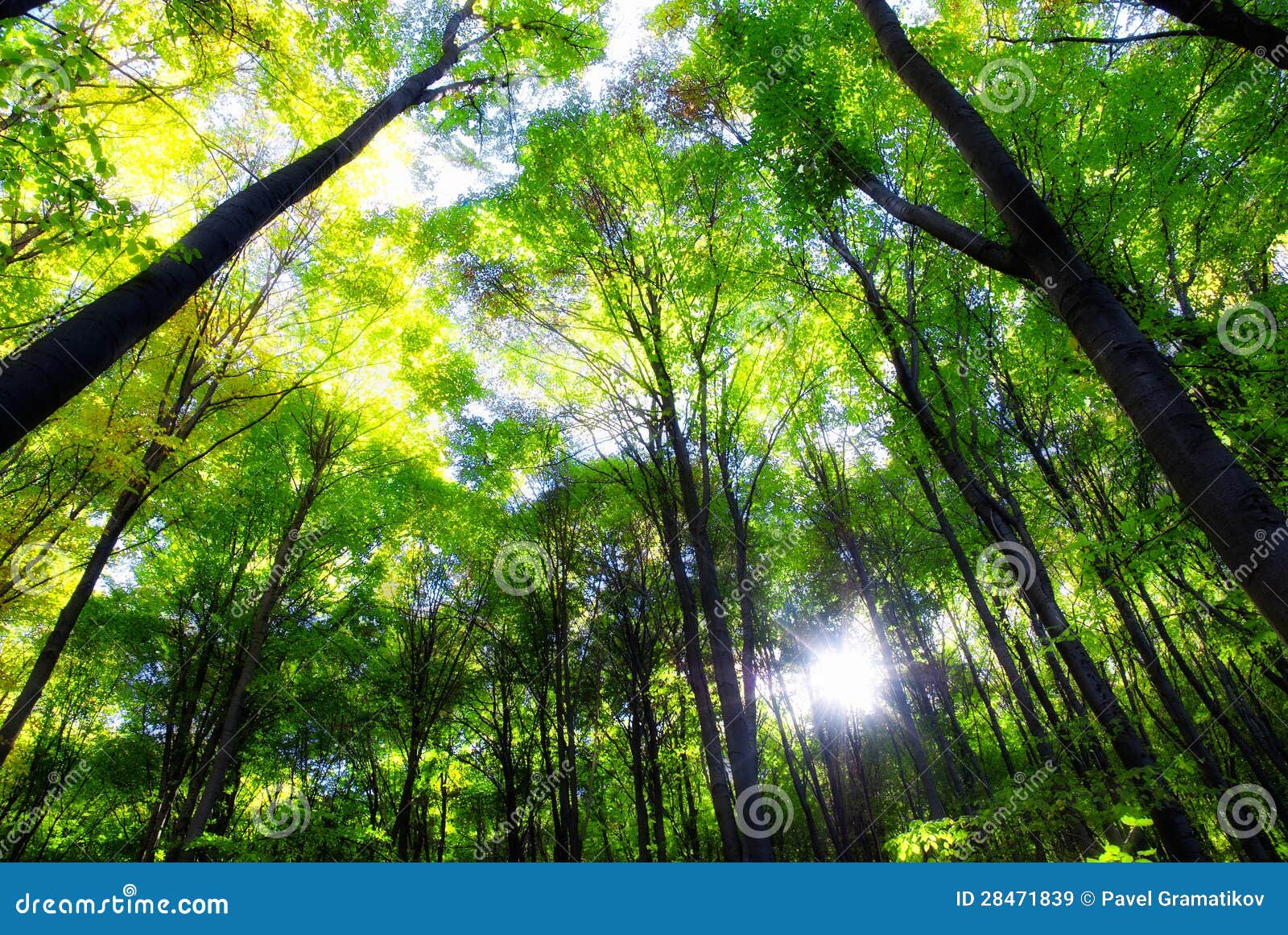 Foresta verde immagine stock. Immagine di molla, verde - 28471839