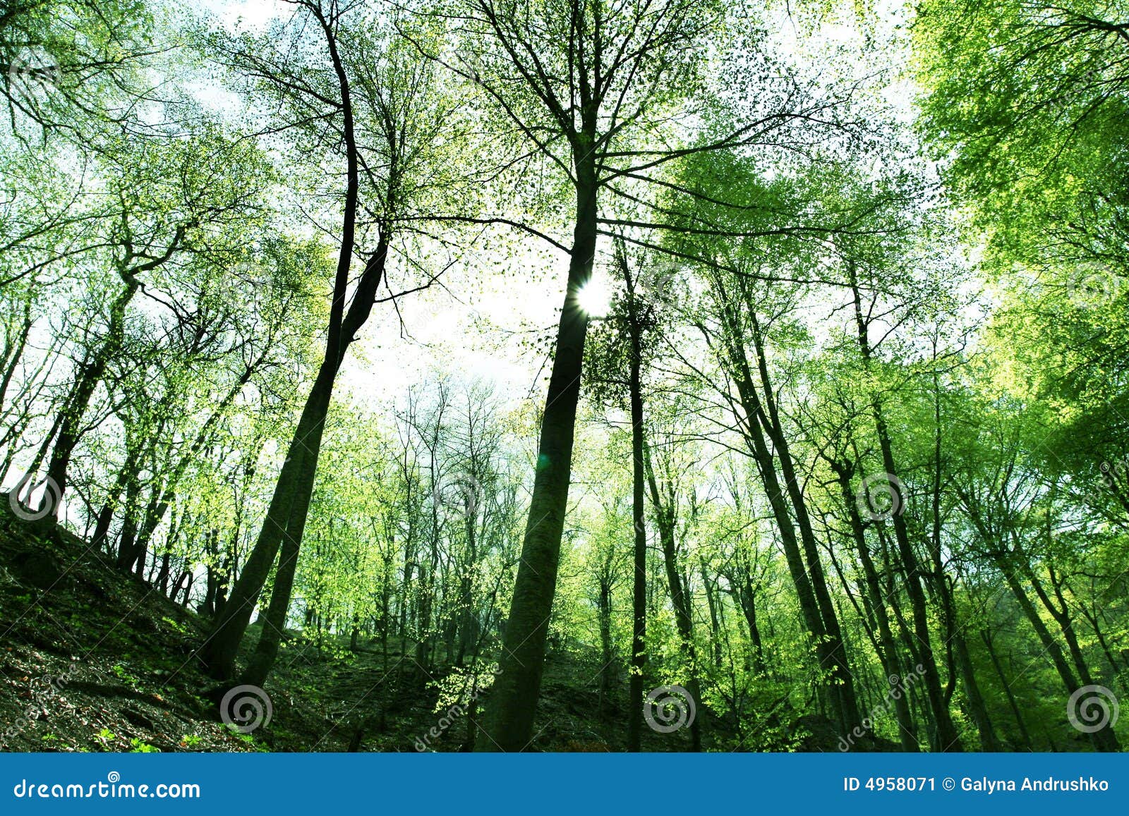 Foresta verde immagine stock. Immagine di esterno, paesaggio - 4958071