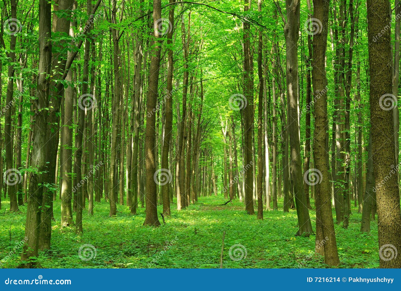 Foresta verde fotografia stock. Immagine di percorso, corna - 7216214
