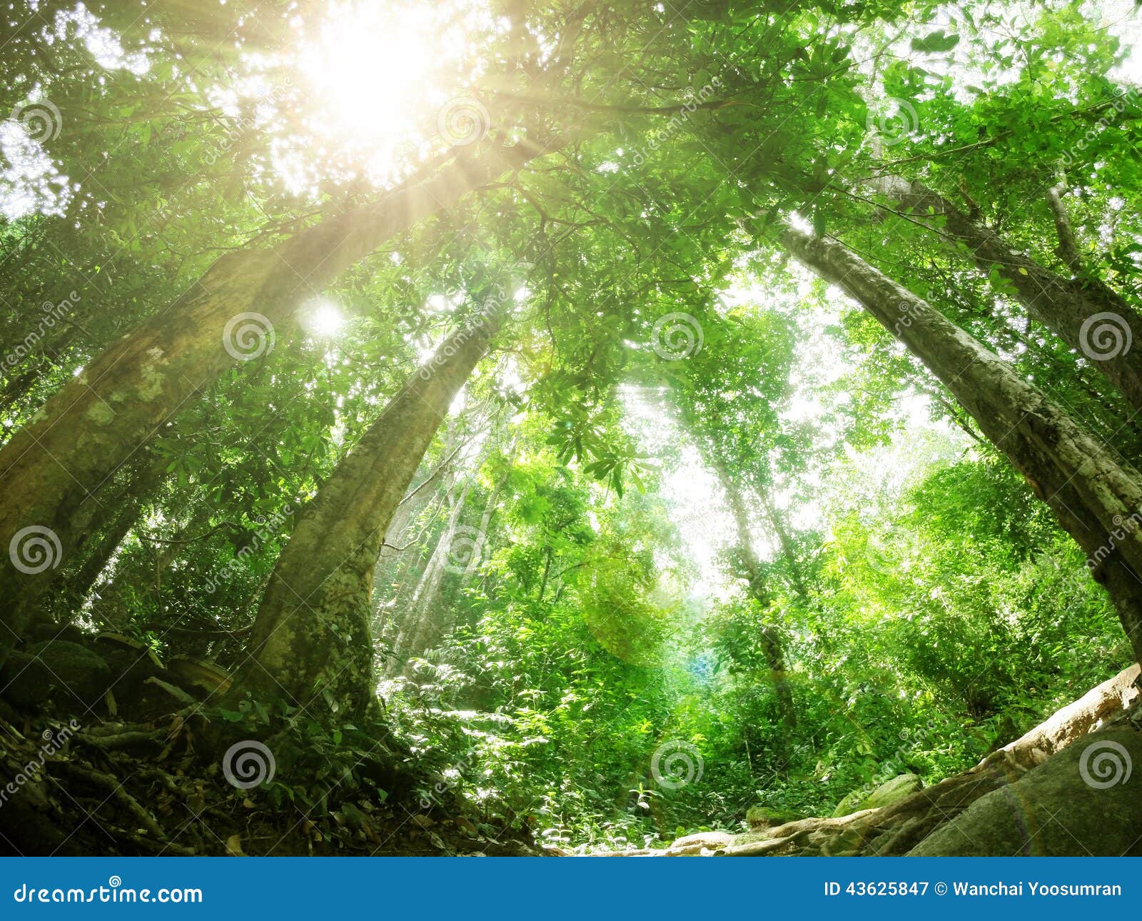 Foresta Verde Con Il Raggio Del Sole Immagine Stock - Immagine di ...