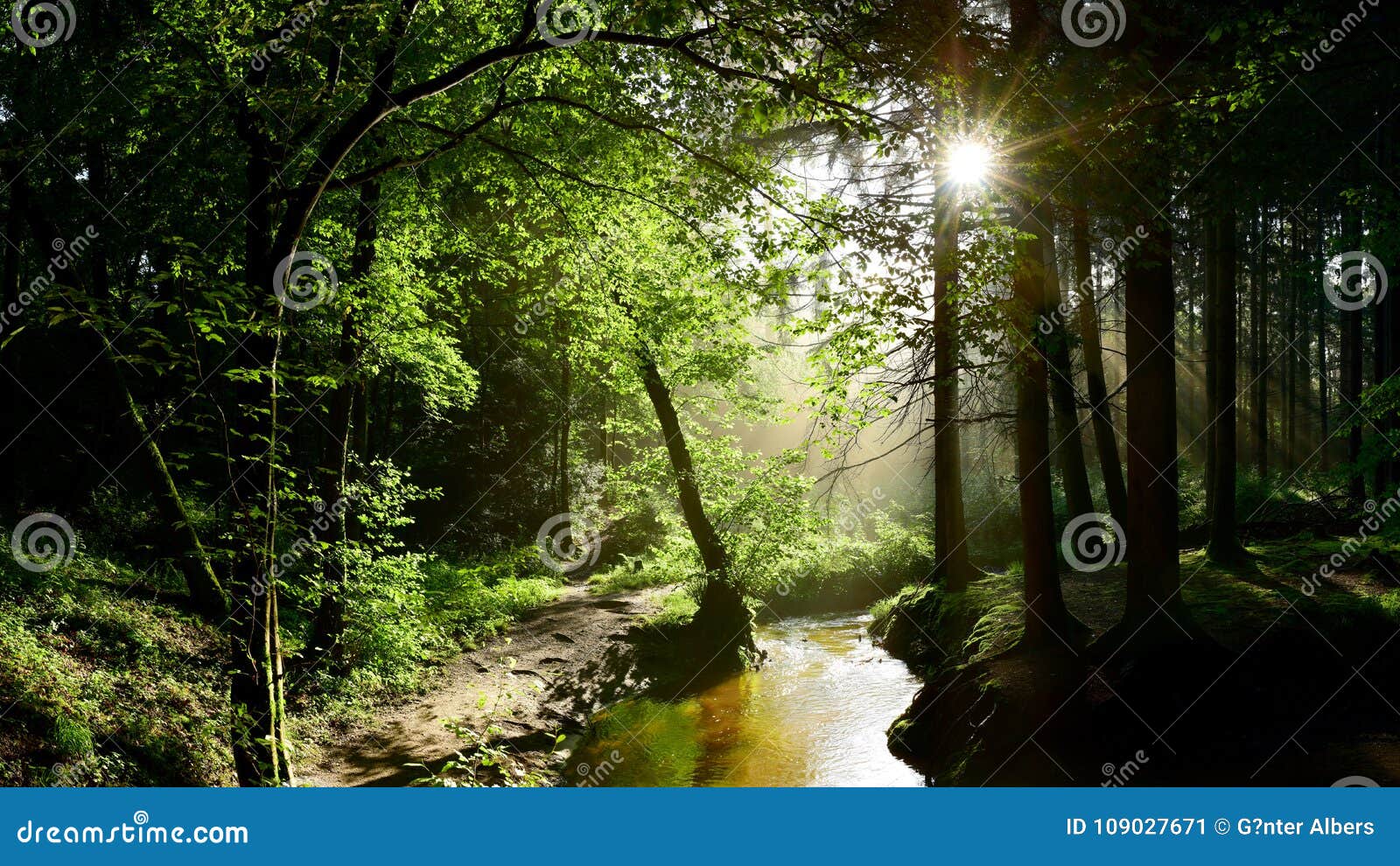 Foresta Verde Con Il Ruscello Ed Il Sole Immagine Stock - Immagine di ...