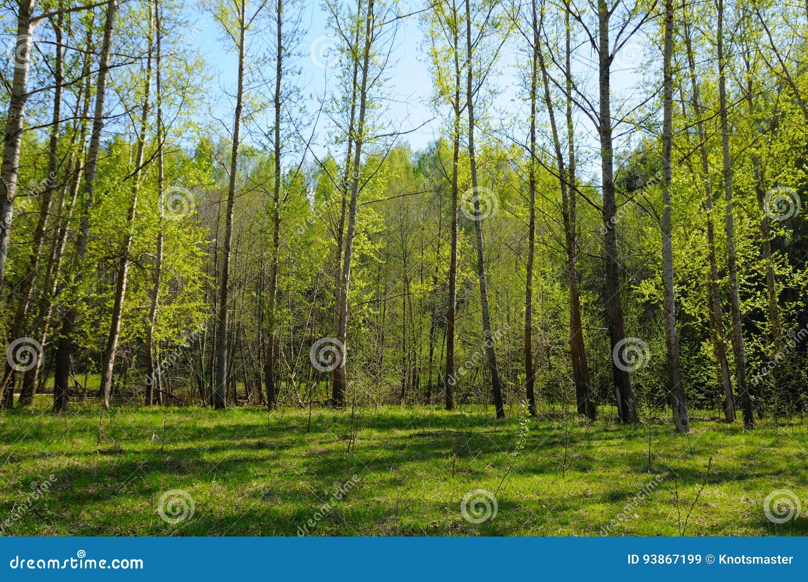 Foresta verde del pioppo immagine stock. Immagine di ruggine - 93867199